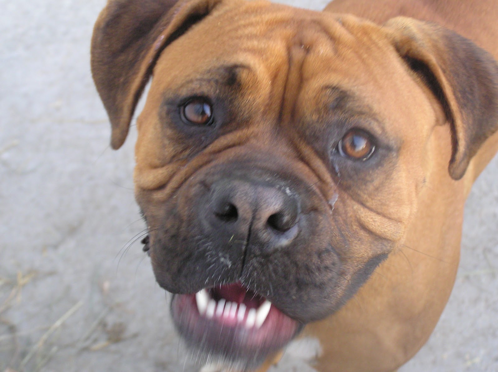 Grace Unhinged: Sweet Sadie dog