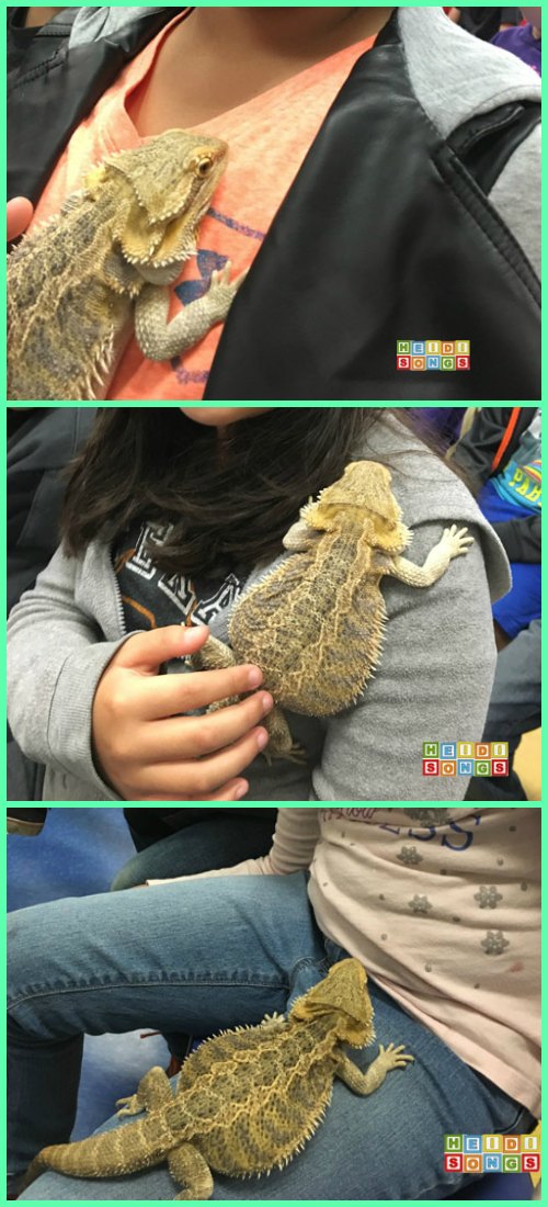 A Bearded Dragon Class Pet!