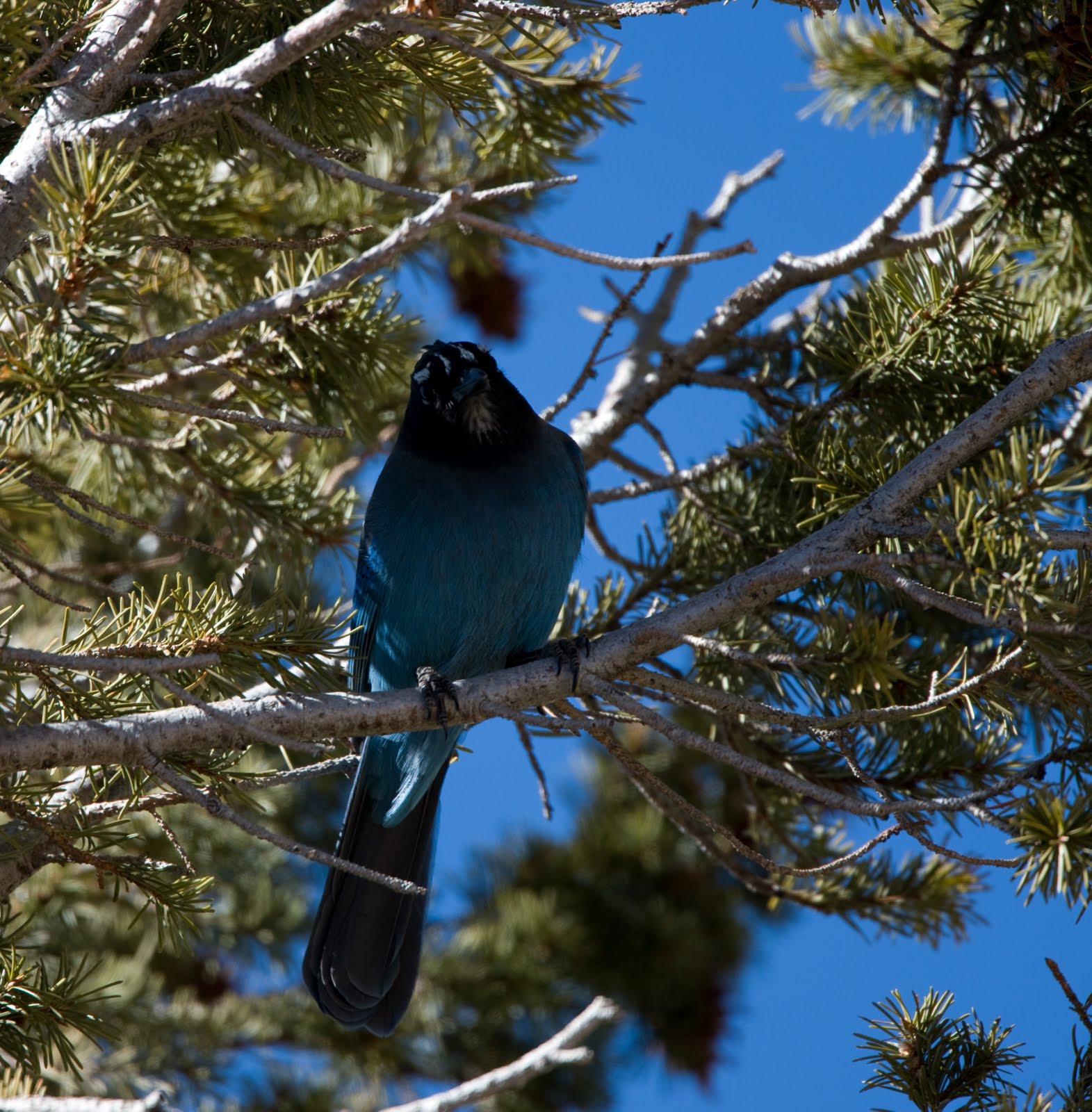 Garden Birds and other sightings...: 2 days in Albuquerque - lunchtime ...