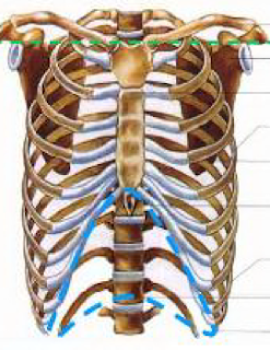 practico 3: Osteología Vertebral