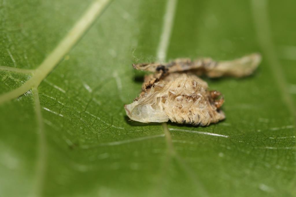 Every Bed of Roses: Aussie Fauna Silkworms {Review}