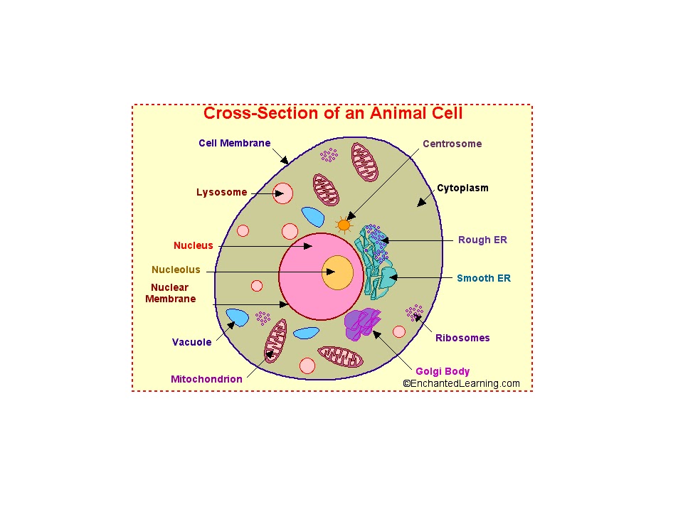 Cell Organelles Cells The Basic Units Of Life Siyavula