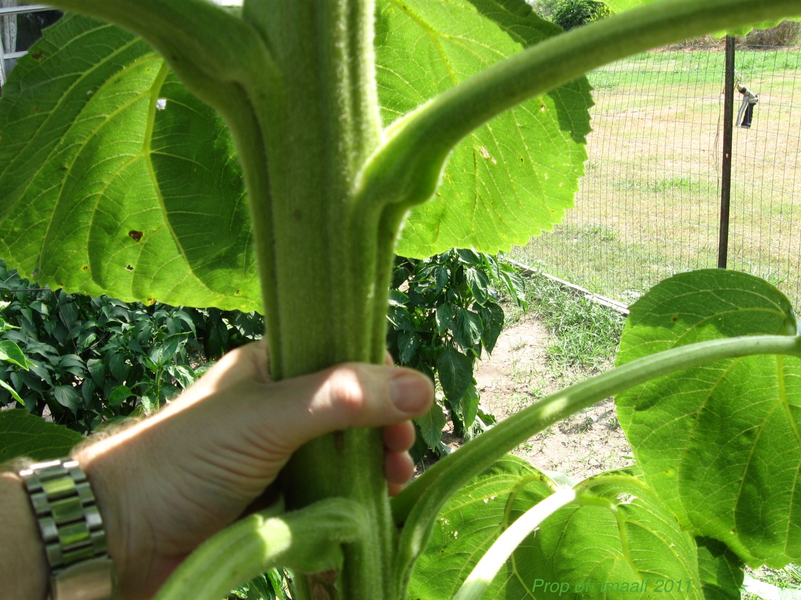 Two Men and a Little Farm: AMAZING SUNFLOWER