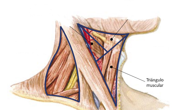 MORFOFISIOLOGIA I: CUELLO
