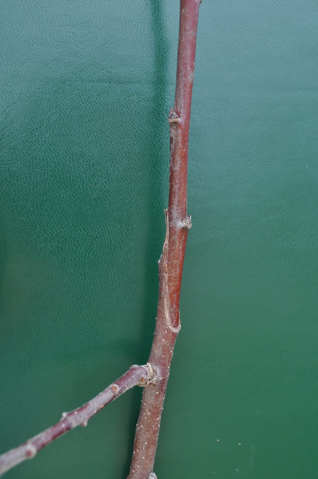 CO-Horts: After Care of Your Grafted Apple Tree