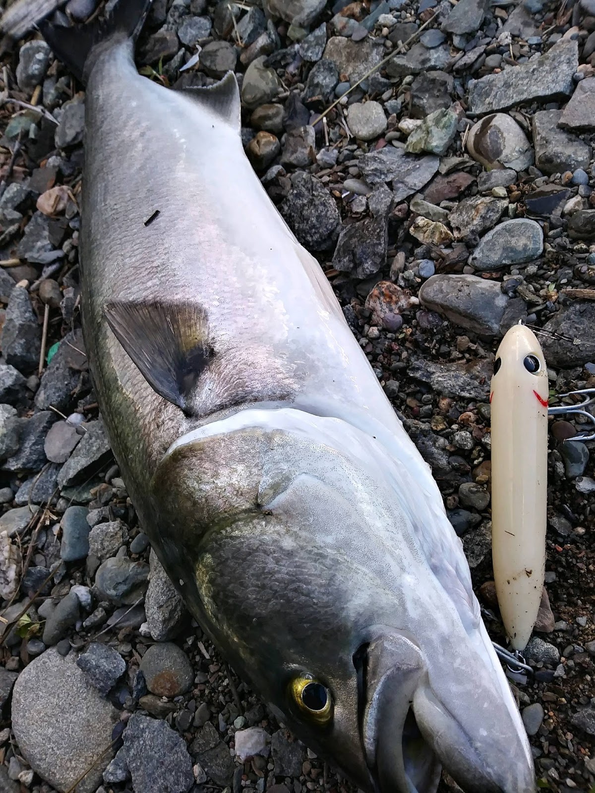 Another Big Bluefish Year on the Way?