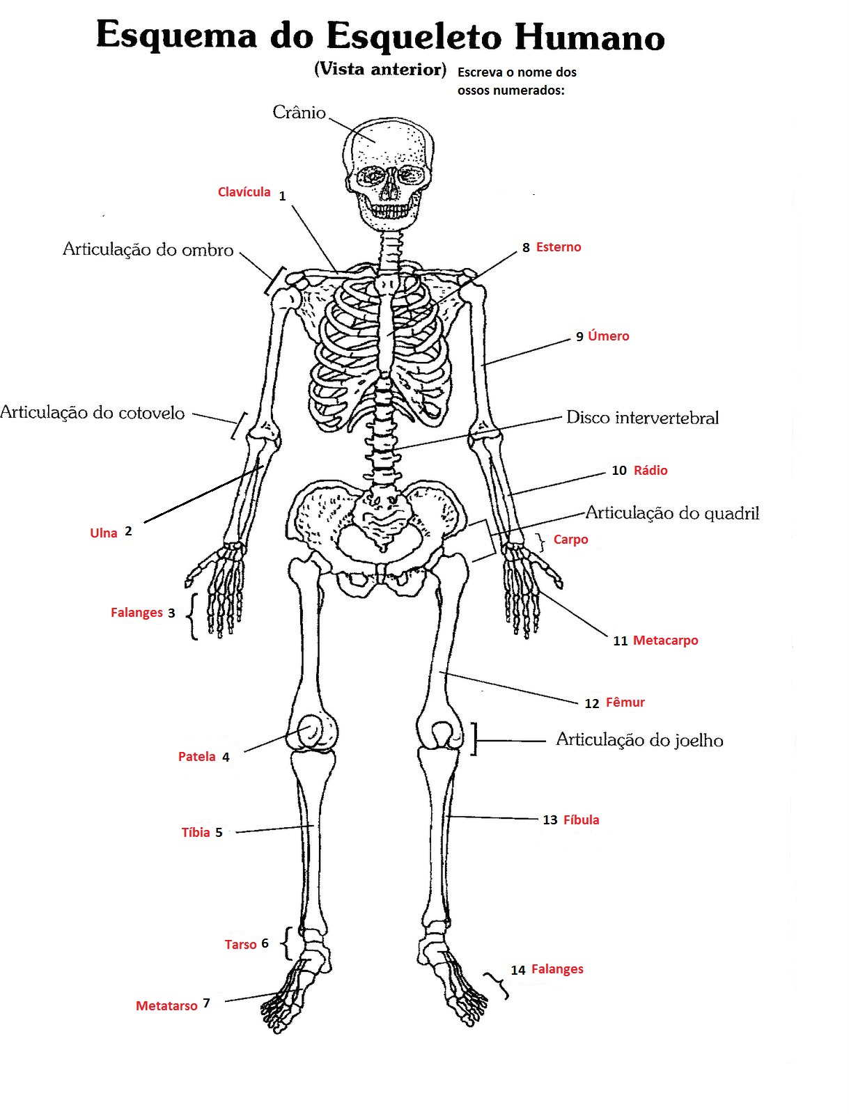 Prof. Cris: Esqueleto Humano - 7ª série