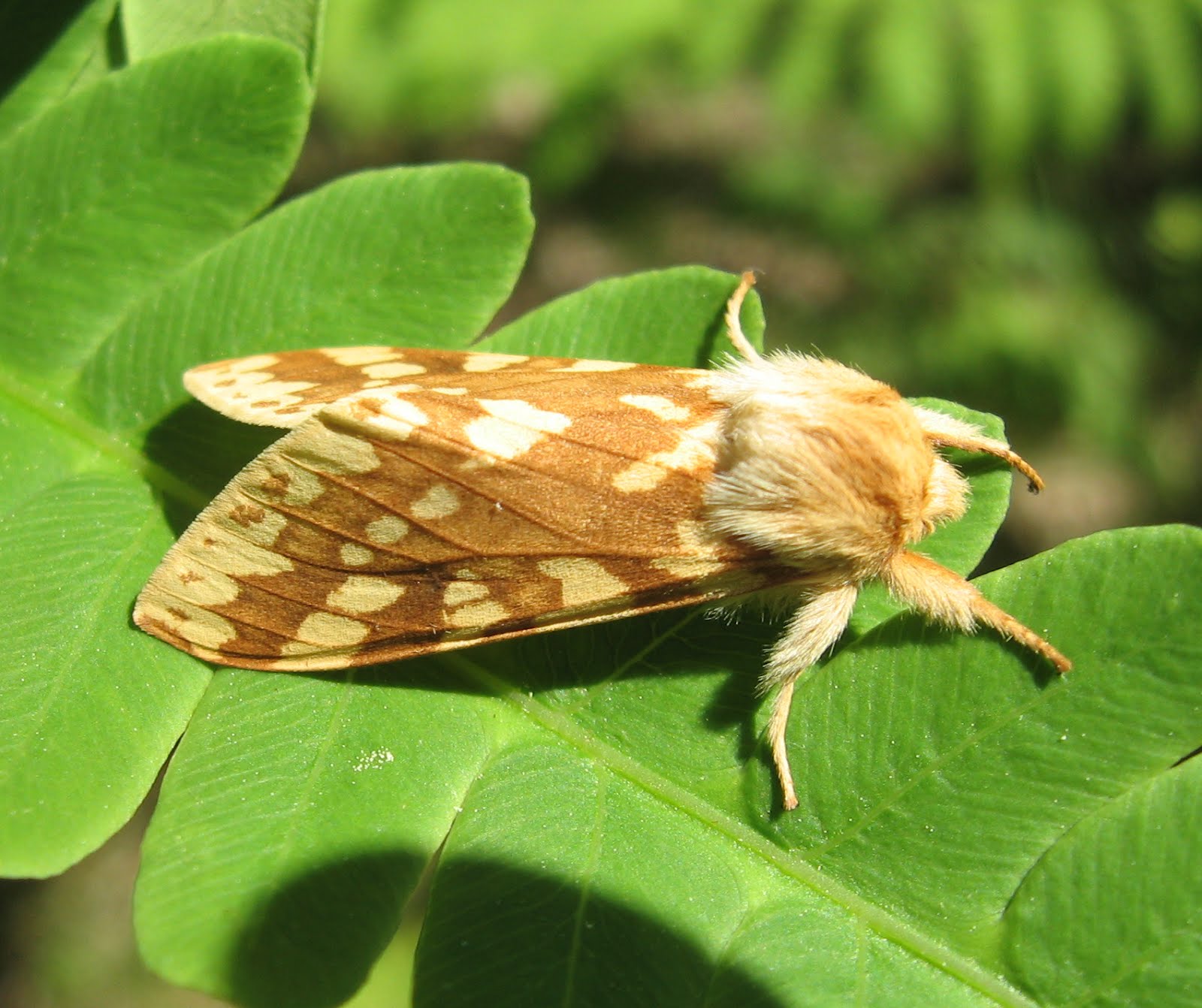 Tangled Web: An Eclipse of Moths