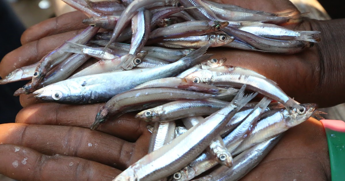 KAPIPI Jhabari.COM: AINA TANO ZA DAGAA WA KIGOMA!!!