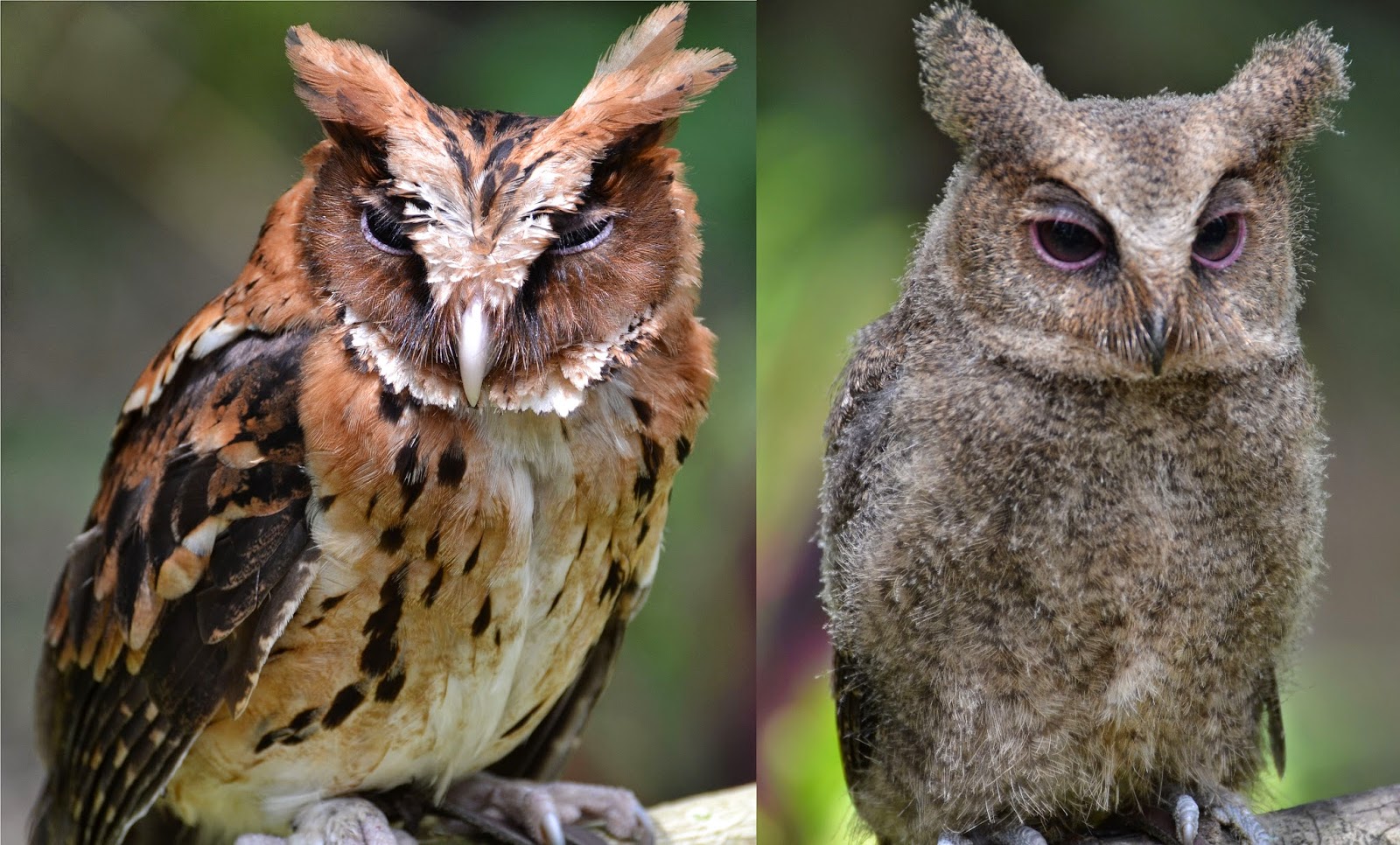 ALventureBlogs: Davao Adventure: The Philippine Eagle: Birds of Prey