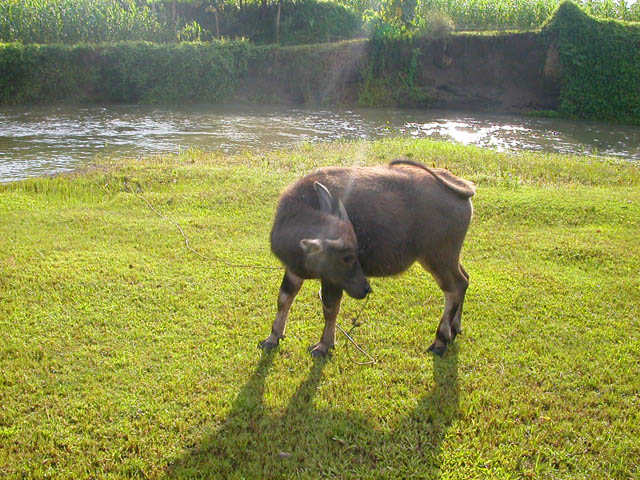 Animalandia: Carabao