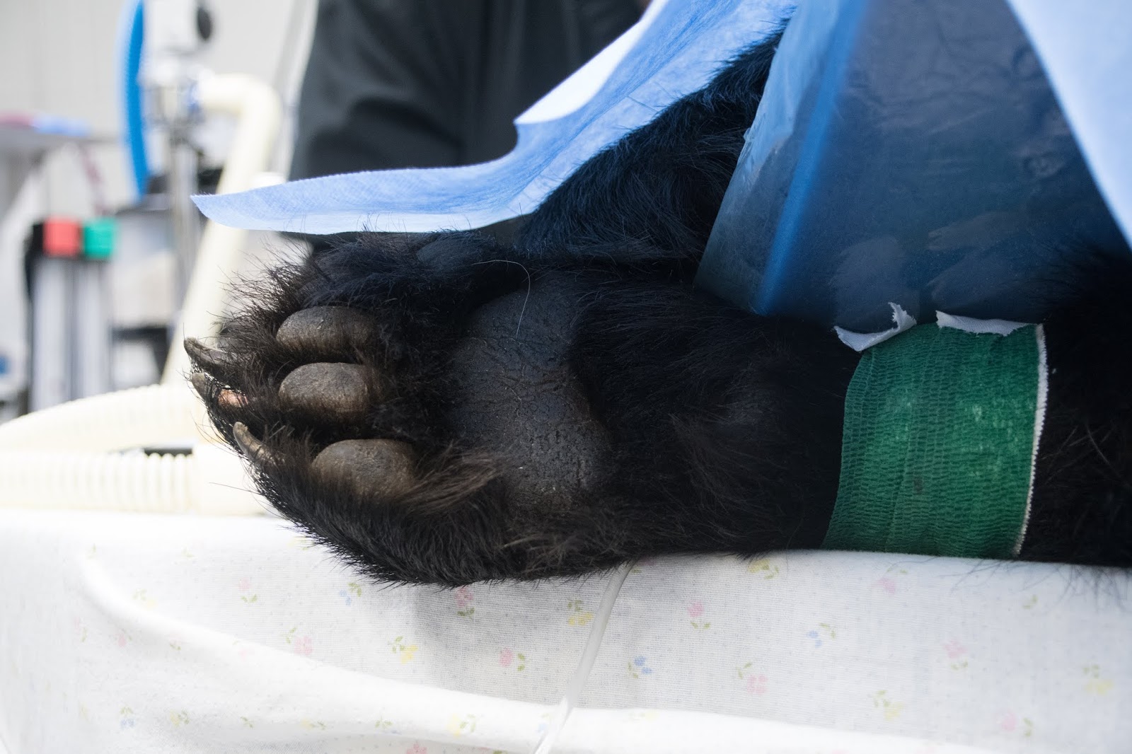 Local black bear gets second chance thanks to community of wildlife ...