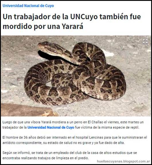 SERPIENTES DE MENDOZA: LA YARARÁ | Huellas Cuyanas