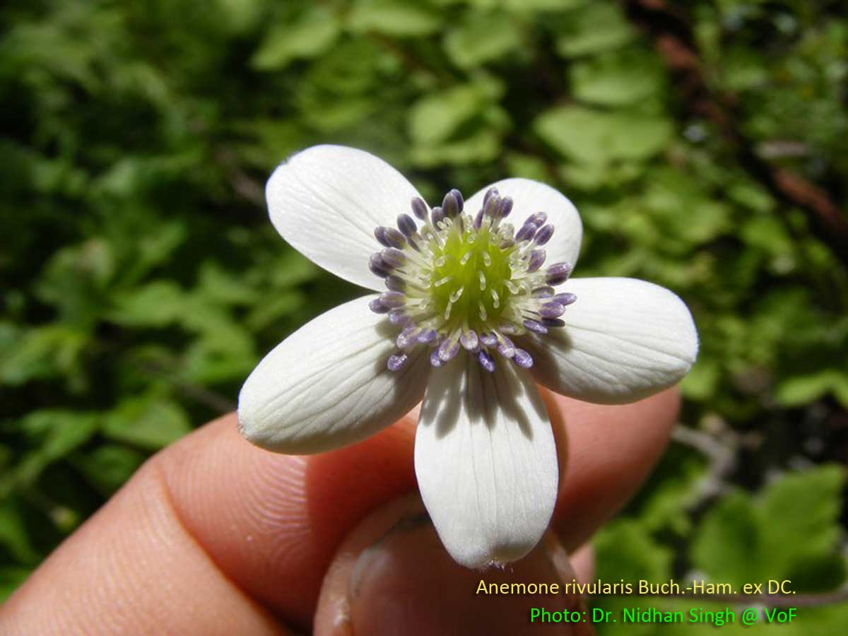 Medicinal Plants: Anemone rivularis