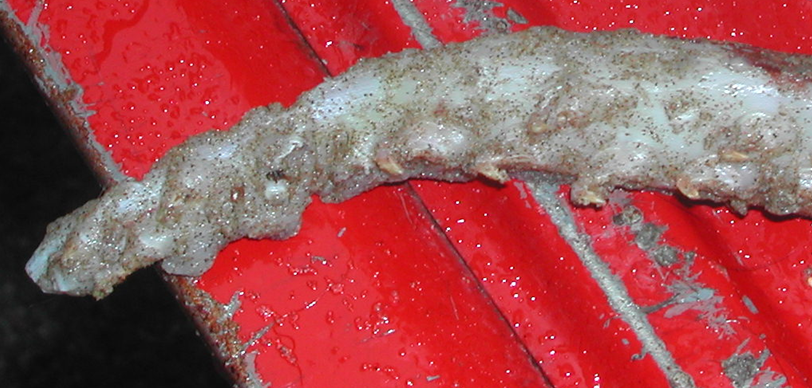 Buzz's Marine Life of Puget Sound: CLUBHOOK SQUID (Onykia robusta ...