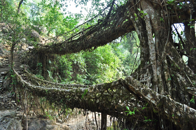 Road Less Travelled: Double Decker Root Bridge A Living Legend!