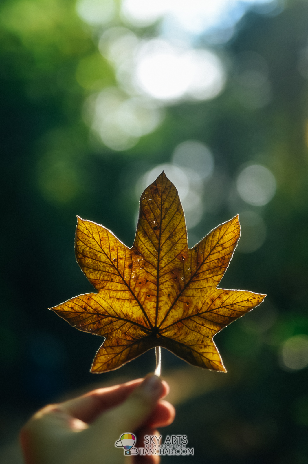 7 Things To Do In FRIM Kepong - Canopy Walkway, Jogging & Nature Trekking