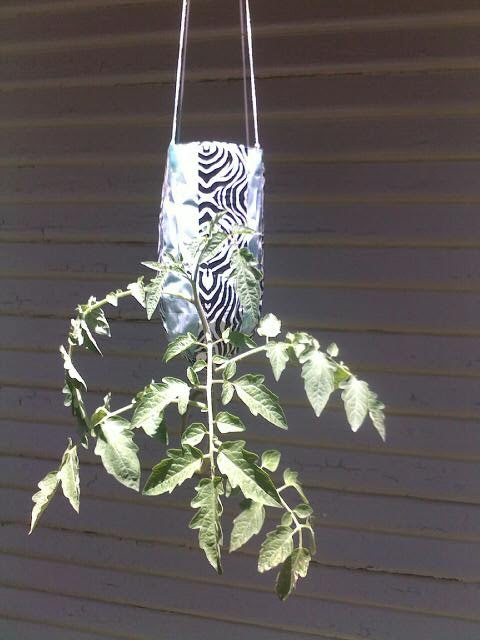 ☠Rockabilly Housewives Guide To...☠: DIY Hanging Tomato Planter