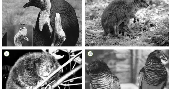 Top 17+ Contoh Hewan Di Indonesia Bagian Timur