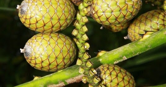 Kayape or Uway ~ Philippine Fruits and Nuts