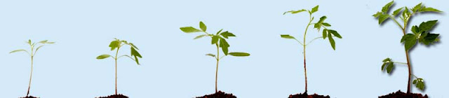 Super's Life-Span, Life-Space Theory