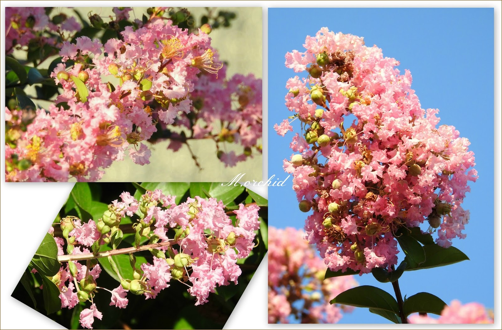Orchid's Daily Voice (Home Page): Crape-myrtle with Two Colors and Moon;