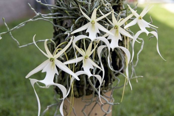 OrchidCraze: Akar dan bunga..Leafless orchids