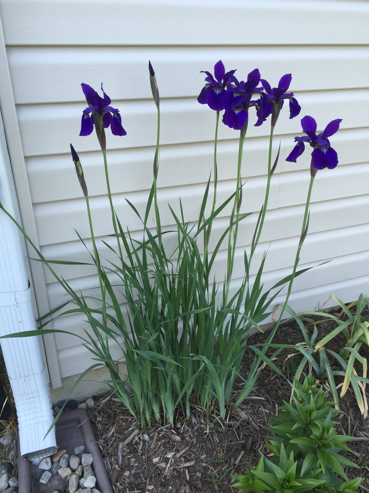 Recap: Best Blooms Summer 2016 [Backyard Neophyte Landscaping Blog]