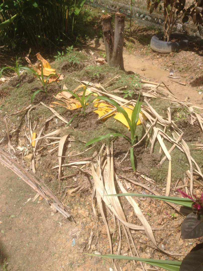 Jom Tanam Sayur ( JTS ) : Potong Rumput LagiJom Tanam Sayur (JTS ...