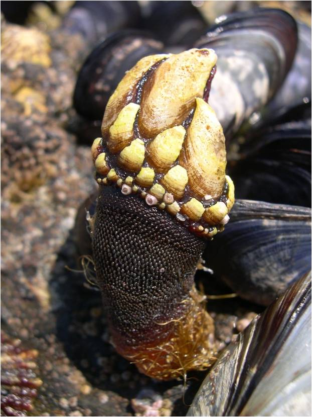 CURIOSIDADES CIENTÍFICAS : Percebes y Balanos