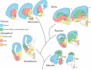 The Scorpion and the Frog: Origins of The Scorpion and The Frog and the ...
