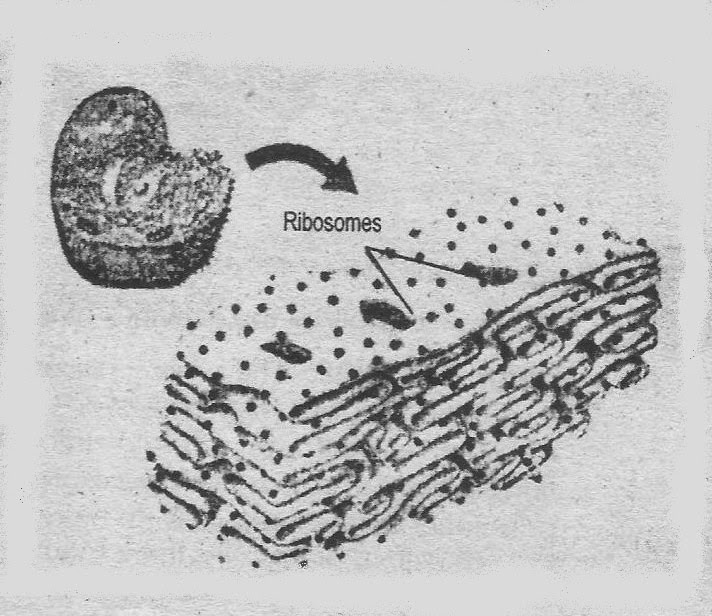 Endoplasmic Reticulum Coloring Coloring Pages