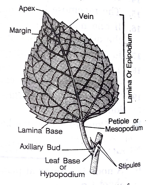 Botanica: MORPHOLOGY OF LEAF