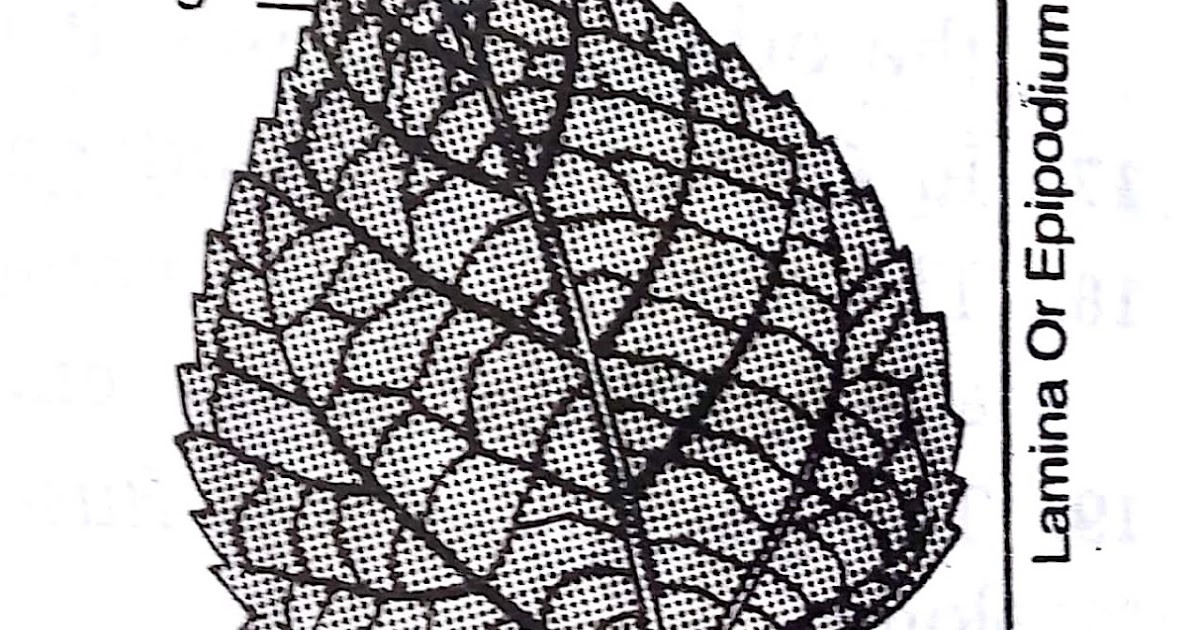 Botanica: MORPHOLOGY OF LEAF