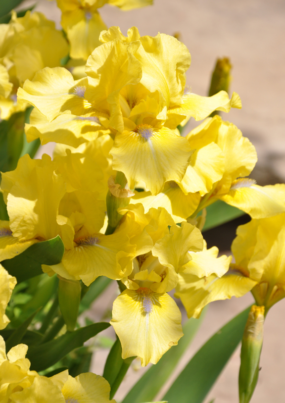 How To Grow Bearded Iris - Tanaya Roses