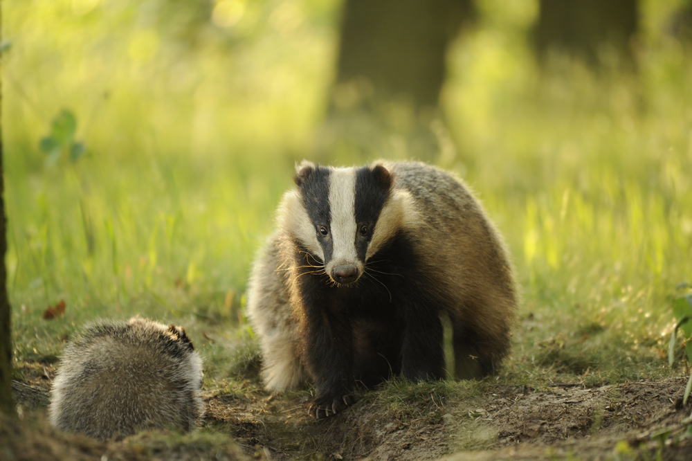 naturfoto-mross: Dachs