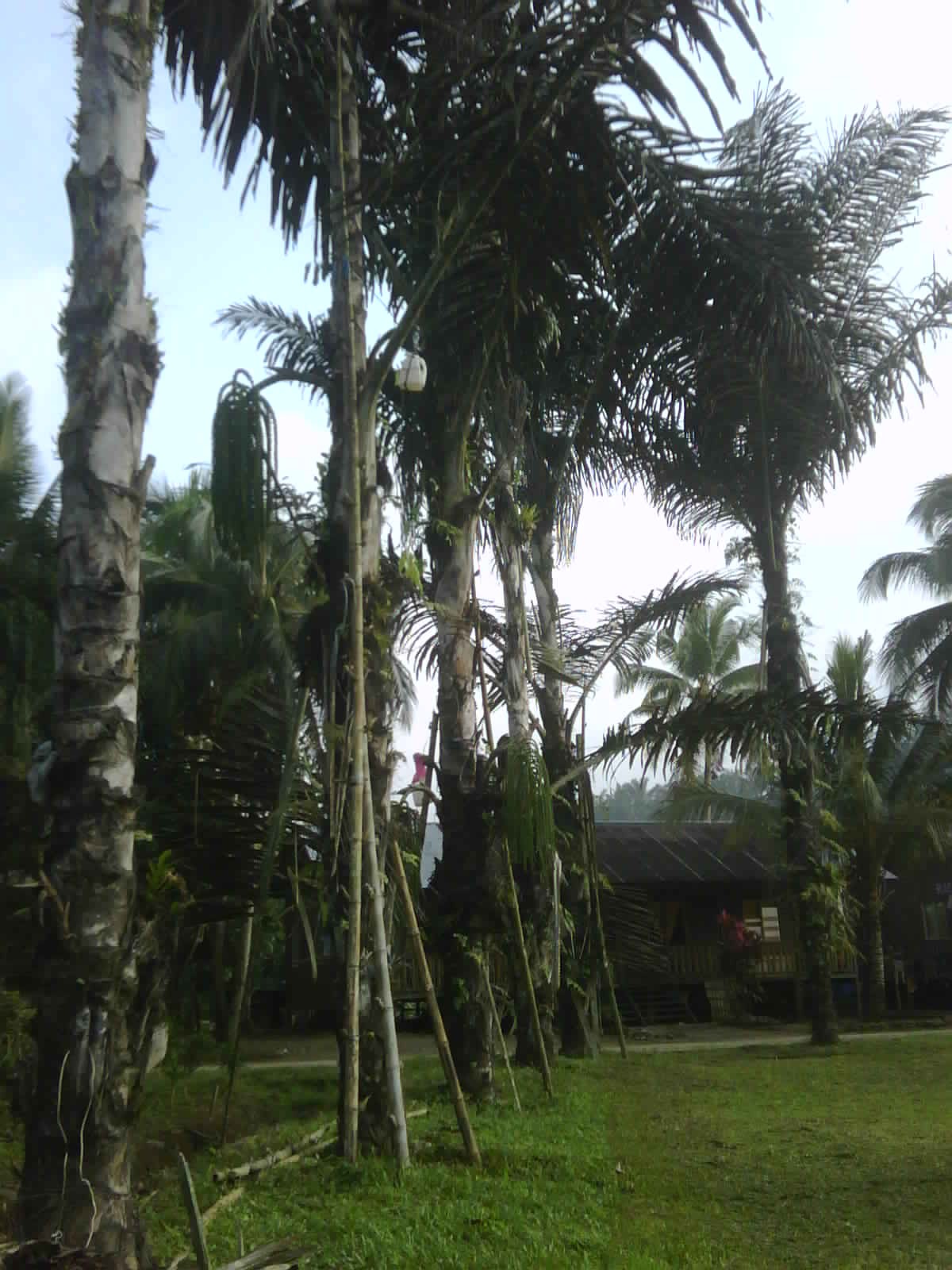 kebun aren: Berkunjung ke Kebun Aren di Balung River Eco Resort, Tawau ...