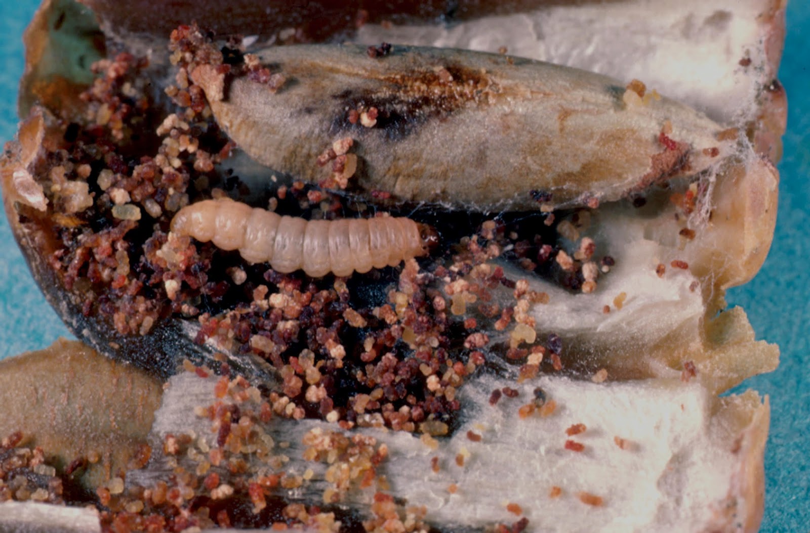 The IR-4 Project News and Information