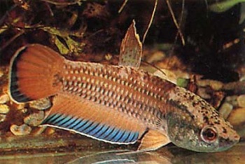 Aquarium fish Family Labyrinth(Belontiidae): Betta, Gourami(Trichopsis ...