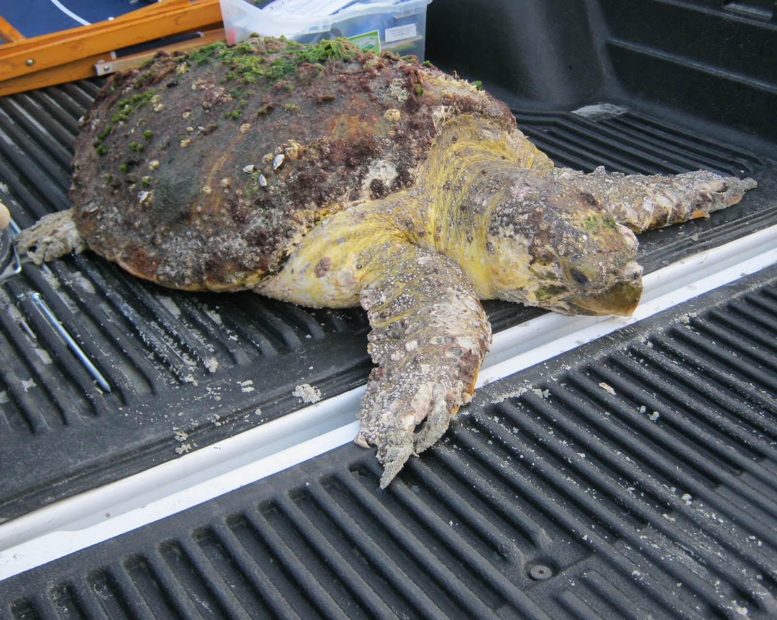 NORTH MYRTLE BEACH SEA TURTLE PATROL: Early Morning Stranding