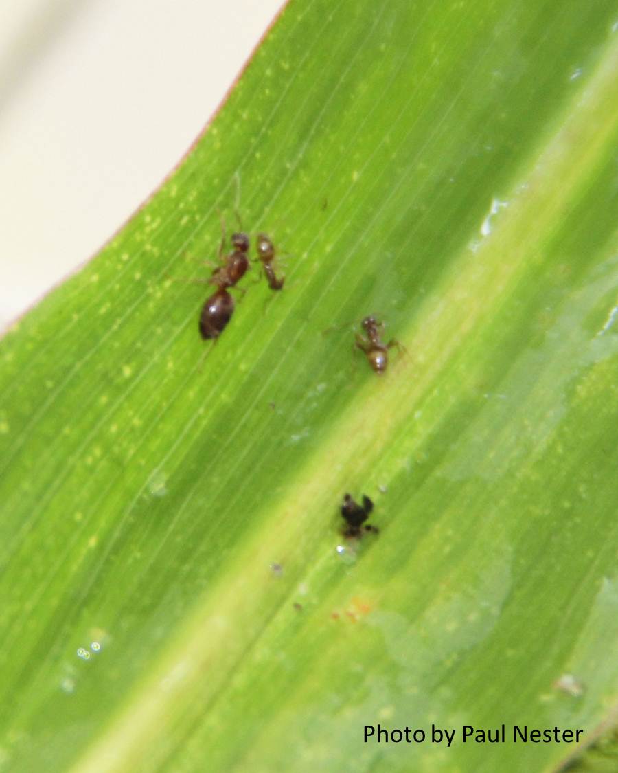 Dr. Fire Ant's Musings: Rasberry crazy ant in urban gardens!