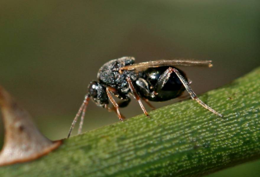 Variety of Life: Cynipidae