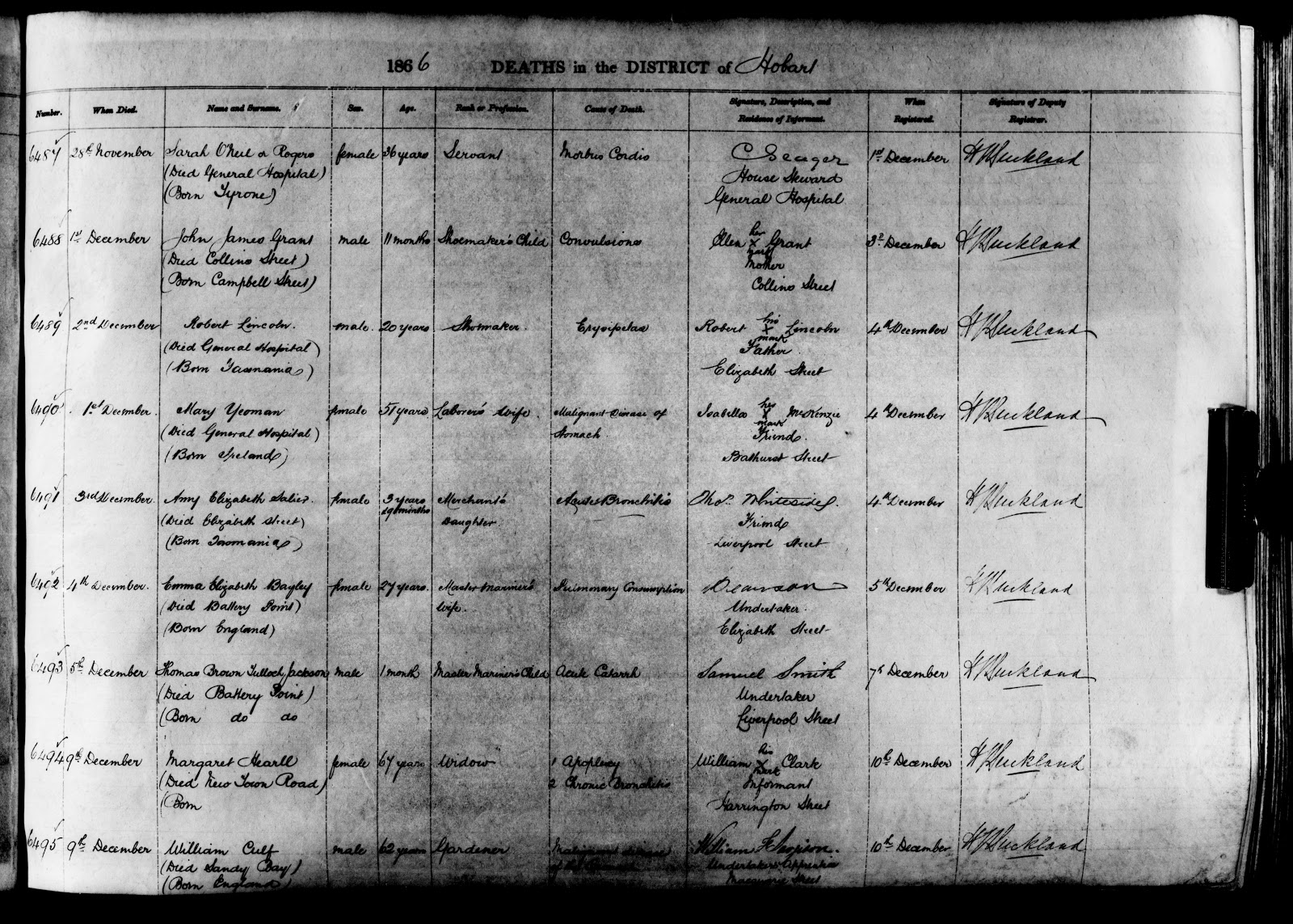 Thomas J. Nevin | Tasmanian Photographer: Elizabeth Bayley at Runnymede ...