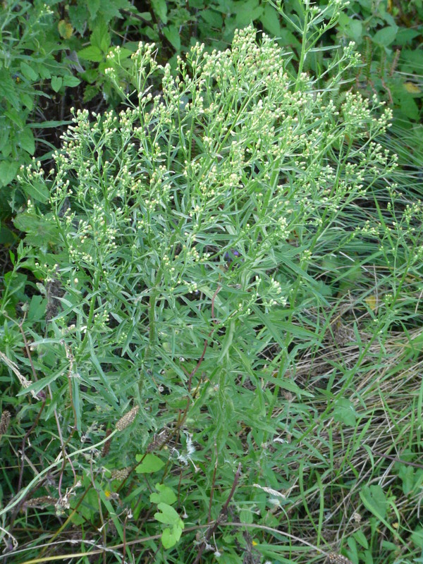 Field Pepperwort: bedded in