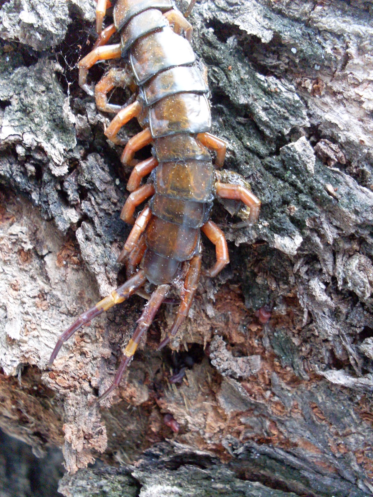 BIOFLAGRANTES*: LACRAIA OU CENTOPÉIA