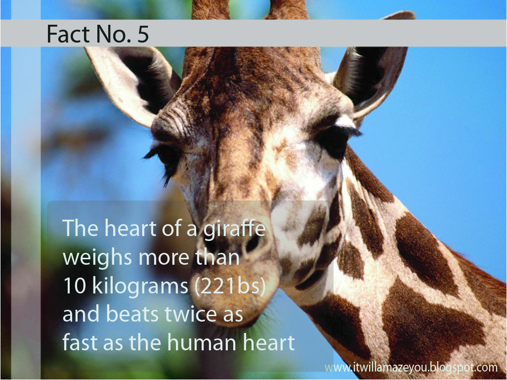 AMAZING FACTS ABOUT ANIMALS | TOP 30 RANDOM FACTS ABOUT ANIMAL | FUN ...