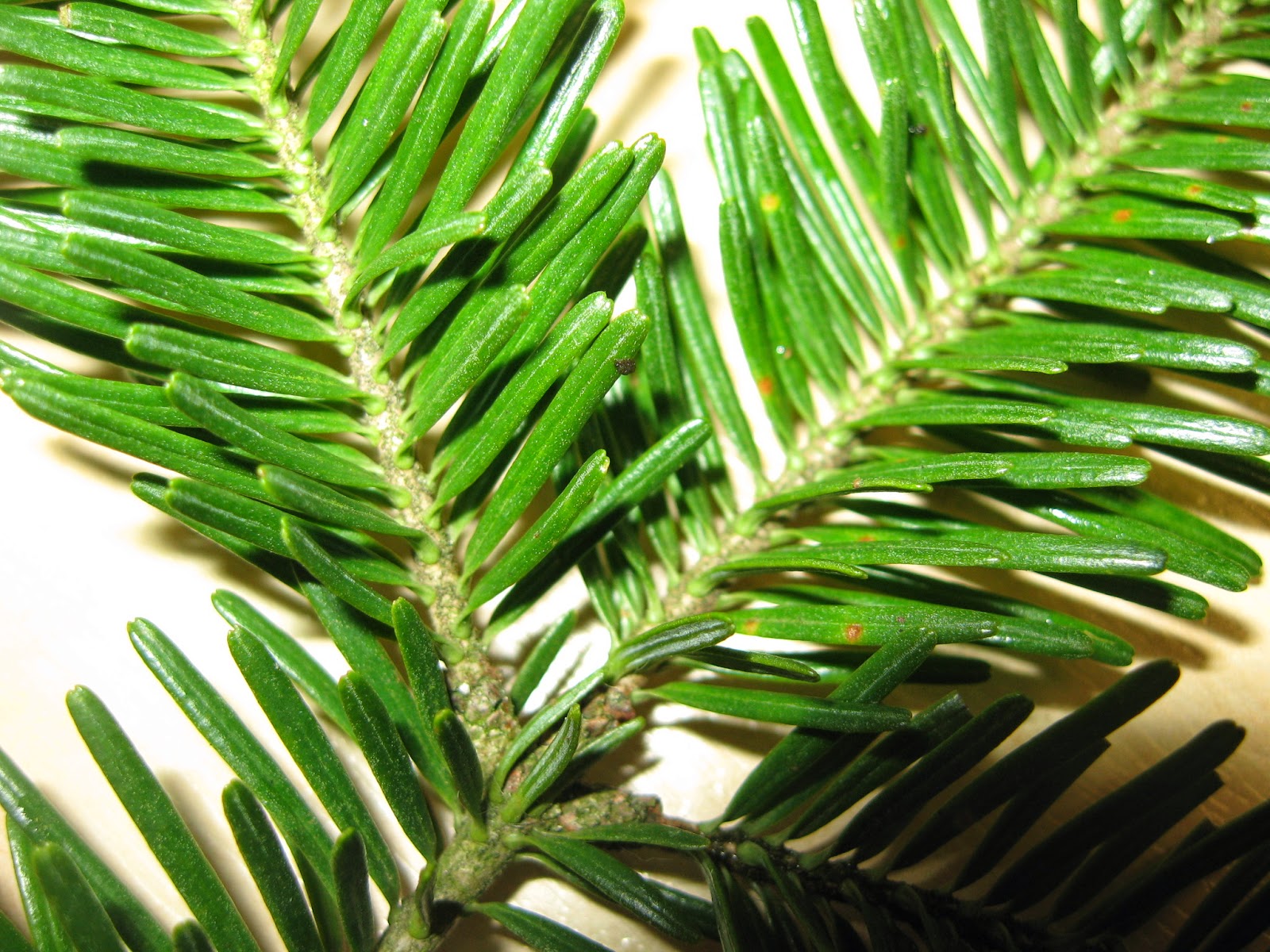 Leenu õpib taimi: Okaspuude oksad