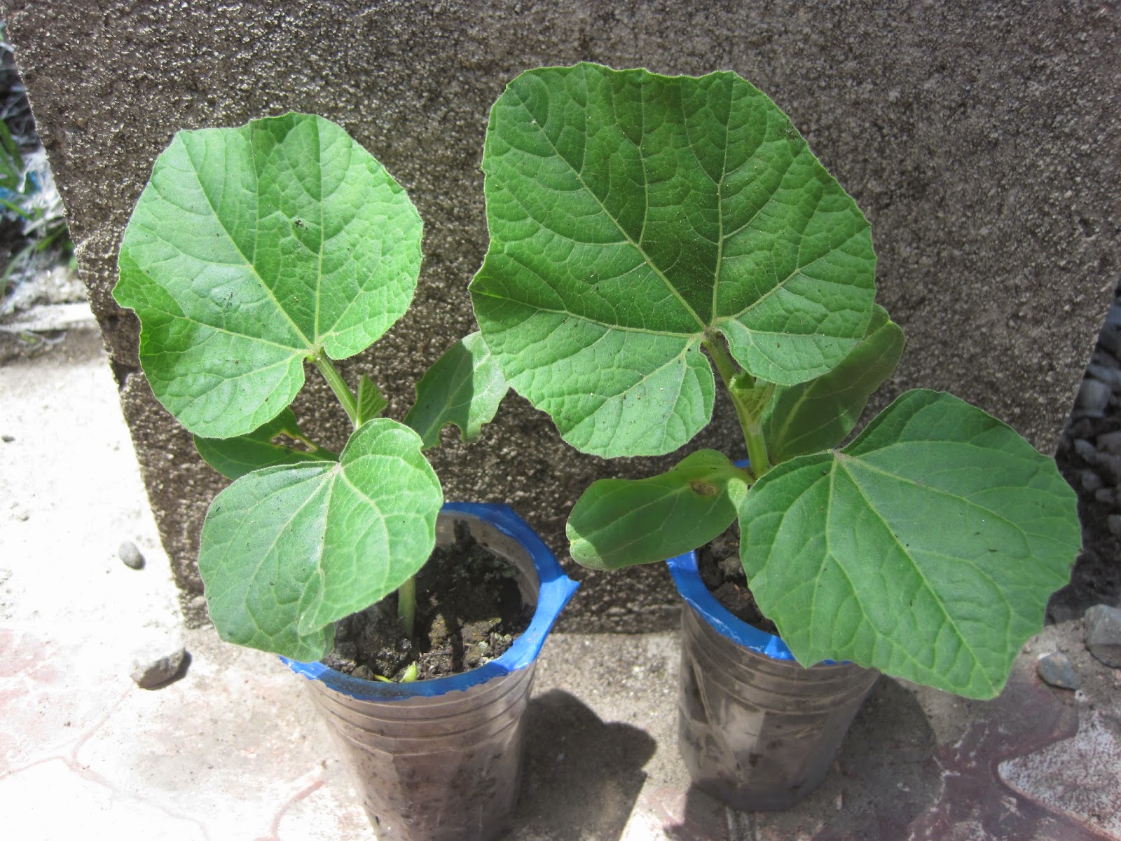 Labu China / Labu Botol / Labu Dewa mabuk / Labu Drunken Master: Kreasi ...