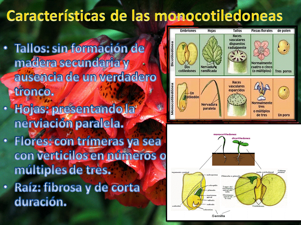 Monocotiledoneas: plantas monocotiledoneas