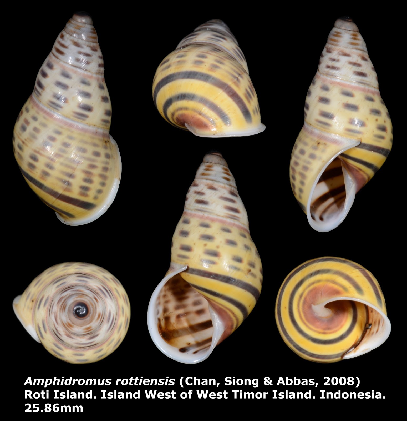 Dr. Lee's Gallery Museum: Amphidromus rottiensis 25.86 to 29.54mm